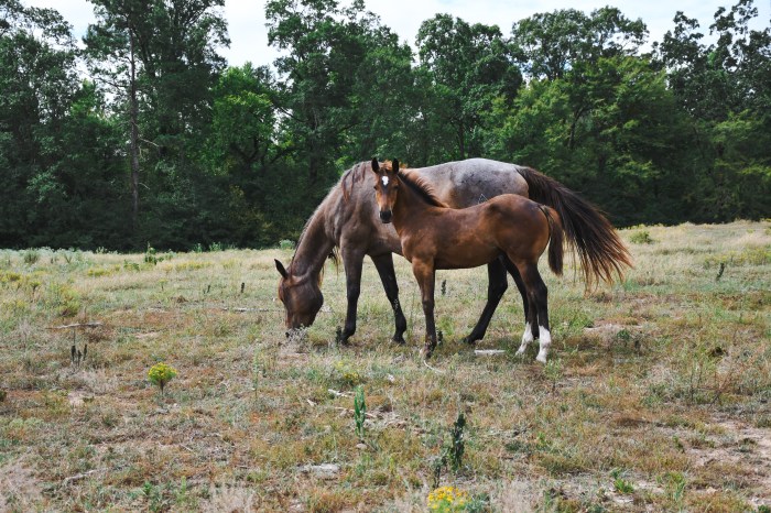 Home – Diamond B Ranch