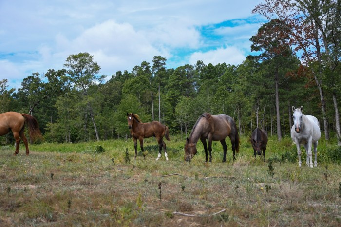Home – Diamond B Ranch