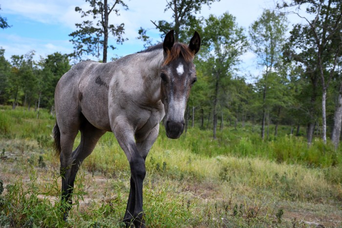 Home – Diamond B Ranch
