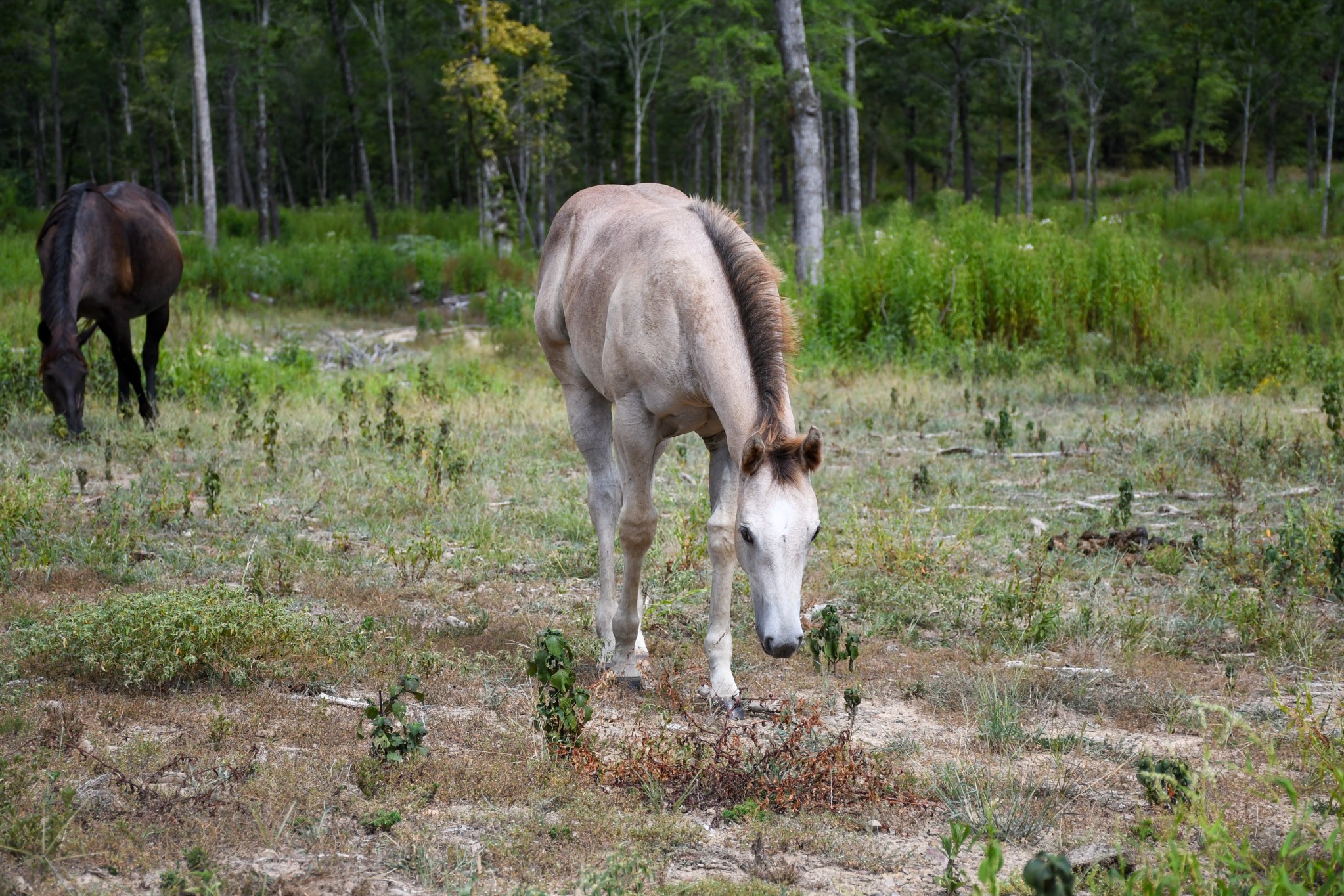 Home – Diamond B Ranch