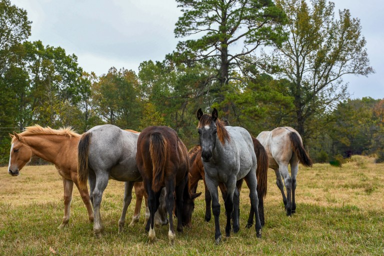 Home – Diamond B Ranch